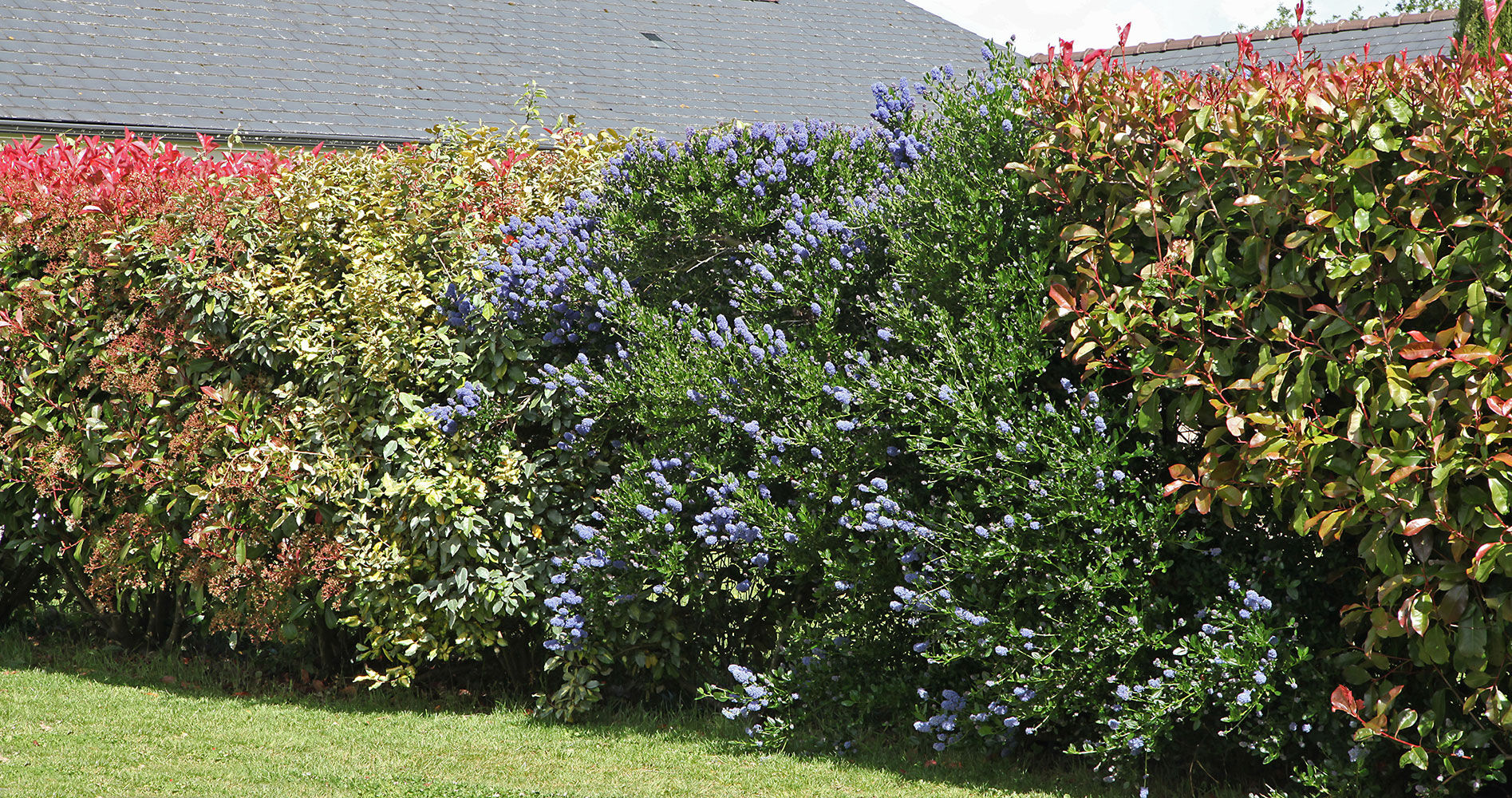 Une saison... Une plante - #jejardinelocal